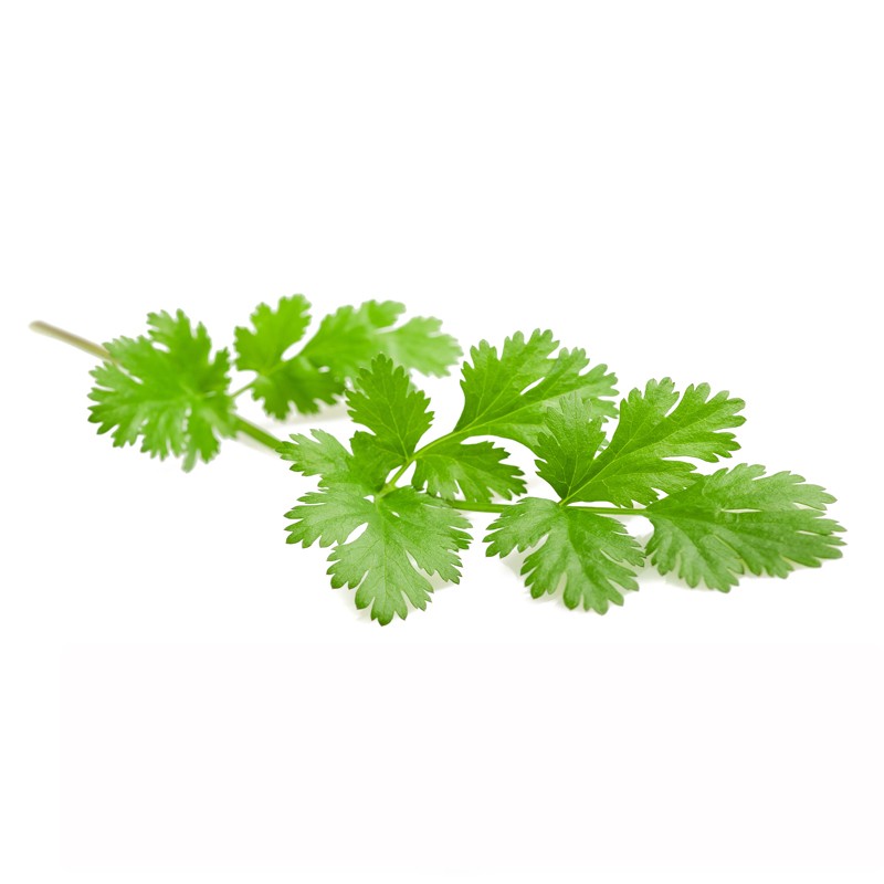 CILANTRO (8x12 plantas) - Agroteibe