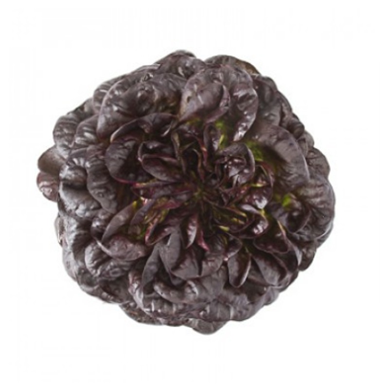 LECHUGA SALANOVA® BARLACH (8 x 20 plantas) - Agroteibe